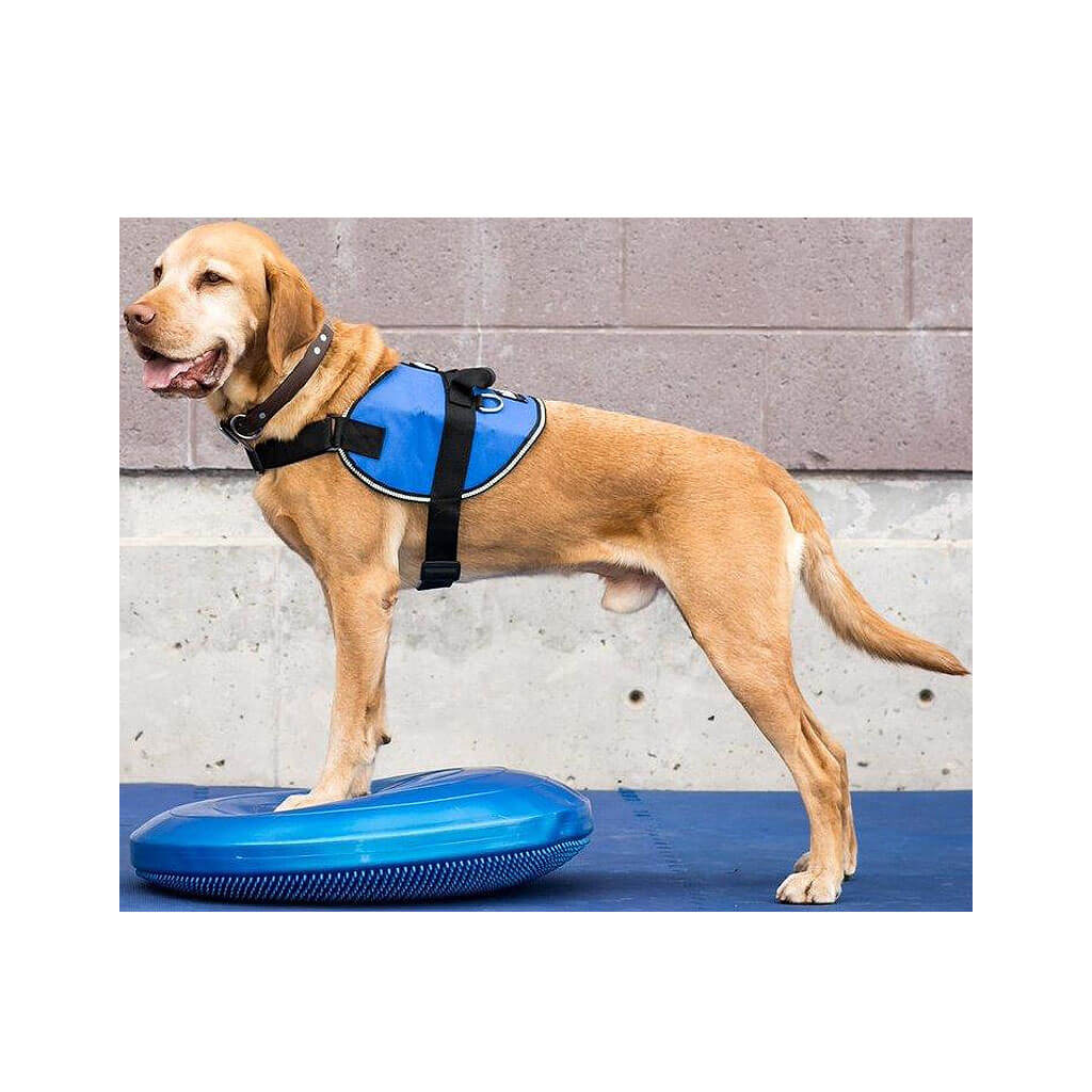 FitPAWS K9 Fitbone Balance Disc Scheibe in Himbeerrot | NEU, 38,95