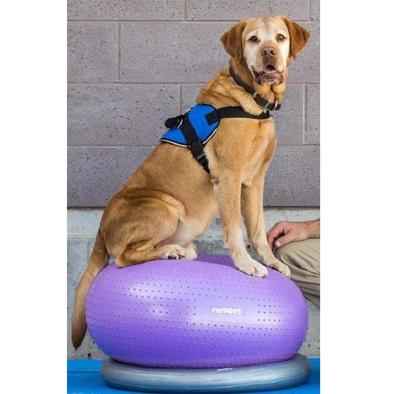 FitPAWS Trax Donut Balance Kissen | bei PITUPTIA, 61,90